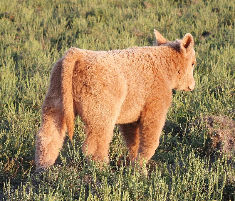 RCC Blog: WALK ALONE AUGUST calf out of purebred Charolais cow
